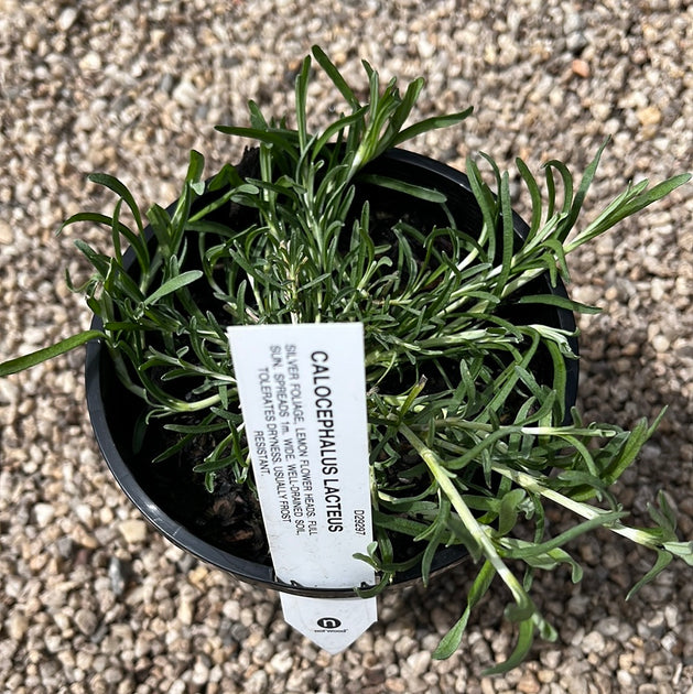 Calocephalus lacteus 140mm – Great Ocean Road Nursery ABN 61 907 322 965