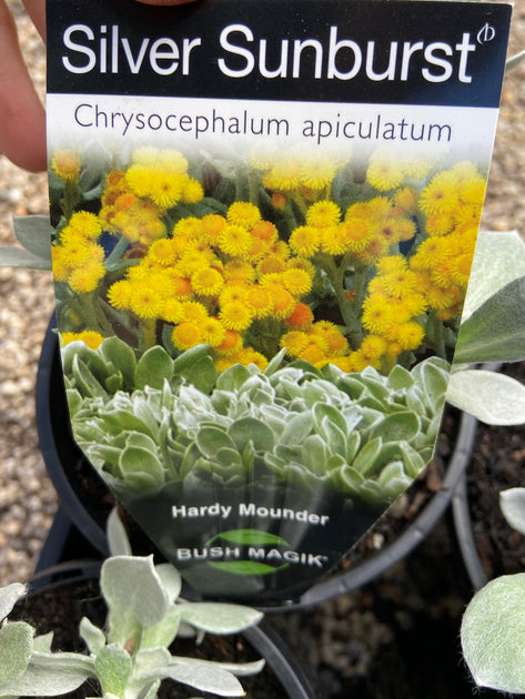 Chrysocephalum 'Silver Sunburst' 140mm – Great Ocean Road Nursery ABN ...