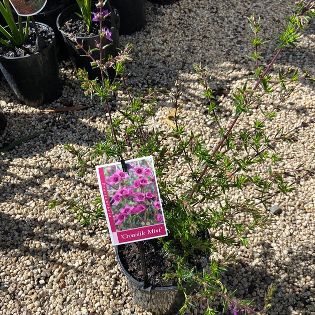 Prostanthera Crocodile Mint 200mm – Great Ocean Road Nursery ABN 61 907 ...