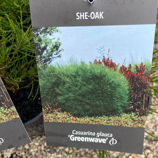 Casuarina Green Wave 140mm – Great Ocean Road Nursery ABN 61 907 322 965