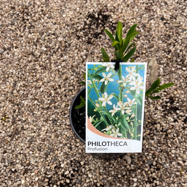 Philotheca Profusion 140mm – Great Ocean Road Nursery ABN 61 907 322 965
