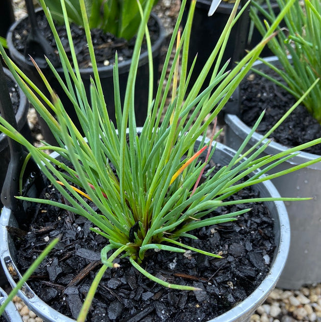 Sowerbaea Wonder Grass 140mm – Great Ocean Road Nursery ABN 61 907 322 965