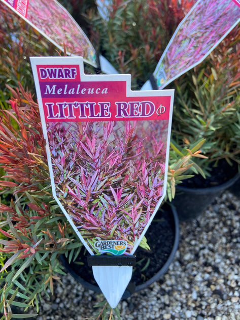 Melaleuca Little Red 140mm – Great Ocean Road Nursery ABN 61 907 322 965