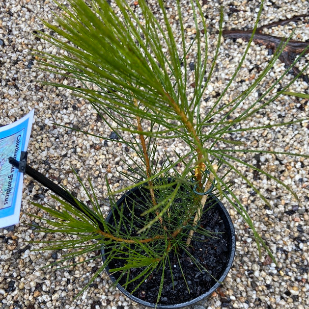 Calothamnus graniticus 140mm – Great Ocean Road Nursery ABN 61 907 322 965