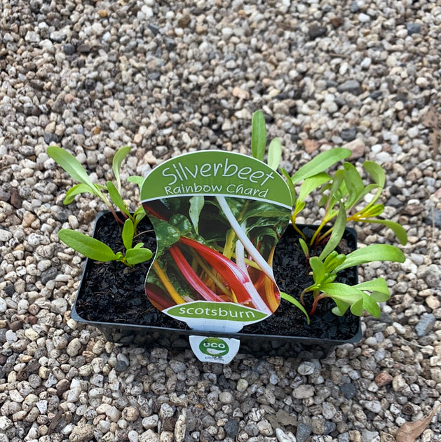 Silverbeet ‘Rainbow Chard’ - Scotsburn – Great Ocean Road Nursery ABN ...