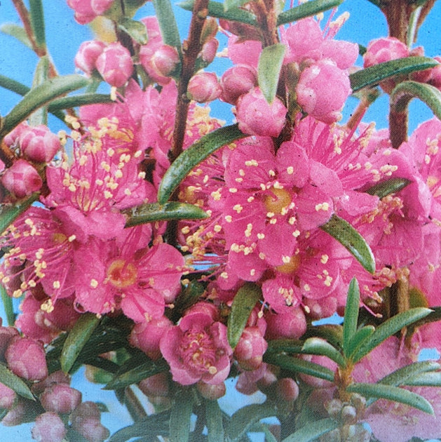 Hypocalymma robustum 140mm – Great Ocean Road Nursery ABN 61 907 322 965