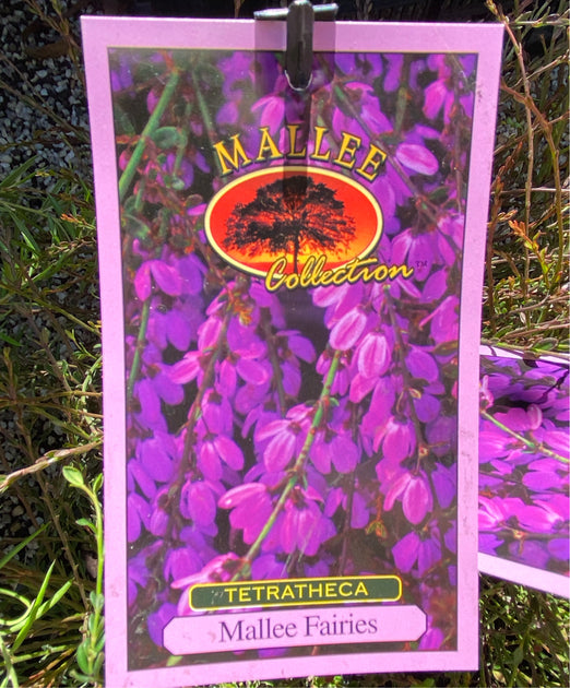 Tetratheca Mallee Fairies 140mm – Great Ocean Road Nursery ABN 61 907 ...
