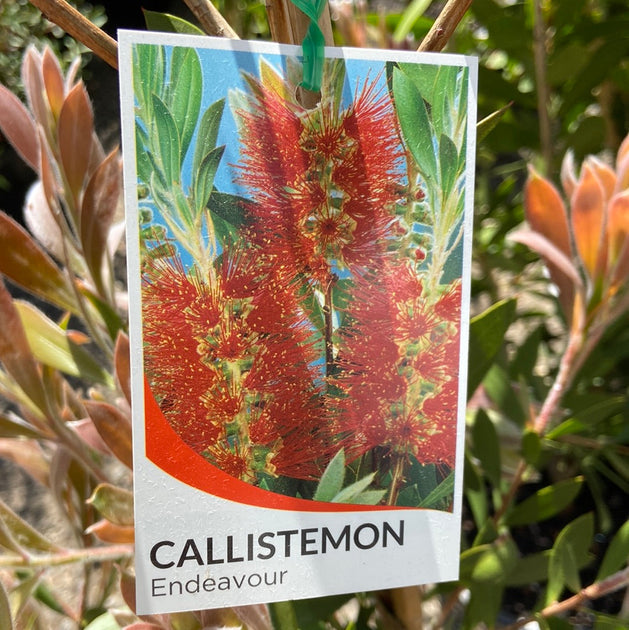 Callistemon Endeavour 200mm – Great Ocean Road Nursery ABN 61 907 322 965