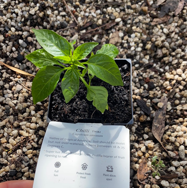 Chilli ‘Thai’ - Purtill max – Great Ocean Road Nursery ABN 61 907 322 965