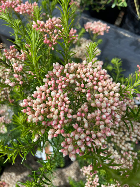 Ozothamnus diosmifolius 'Red Gingham' 140mm – Great Ocean Road Nursery ...