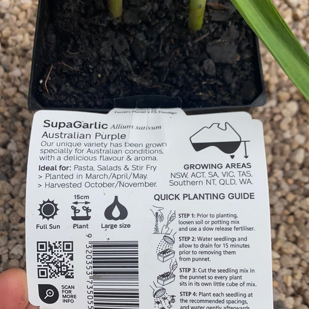 Garlic ‘Australian Purple’ - Purtill maxi – Great Ocean Road Nursery ...