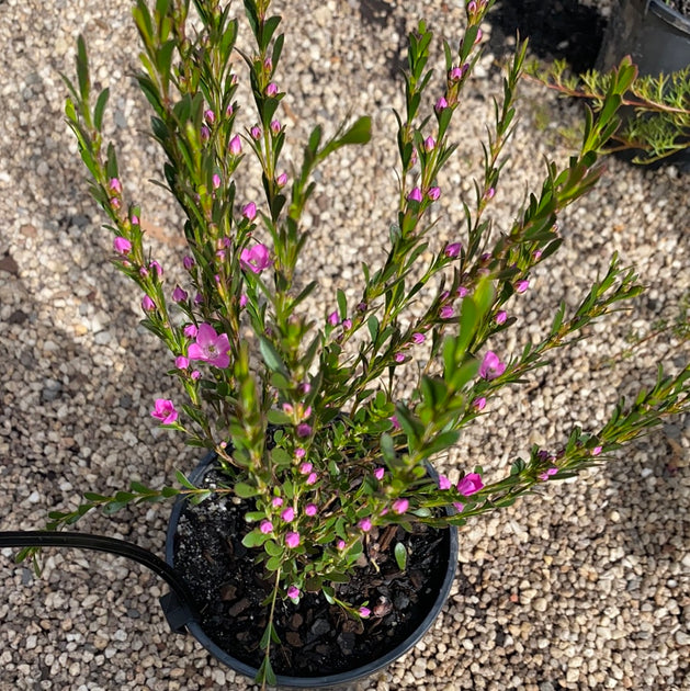 Boronia Mallee Super Dooper 140mm – Great Ocean Road Nursery ABN 61 907 ...