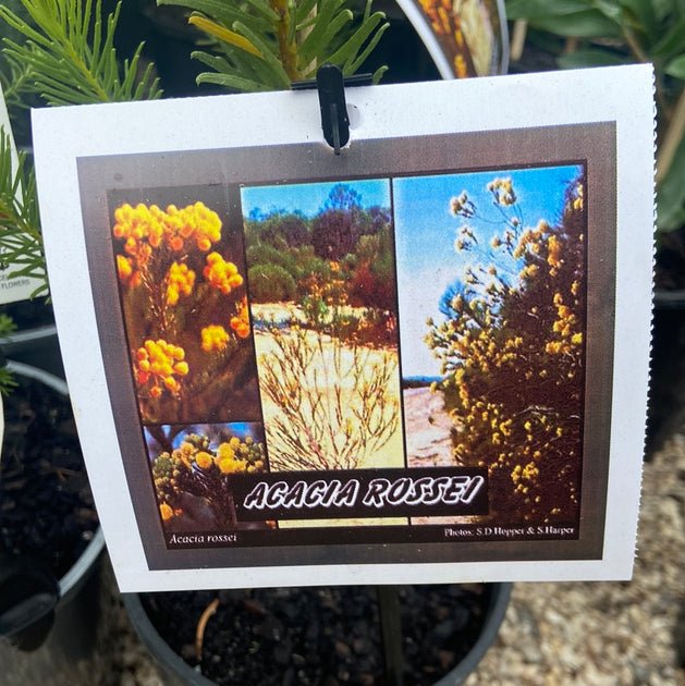 Acacia Rossei 140mm – Great Ocean Road Nursery ABN 61 907 322 965
