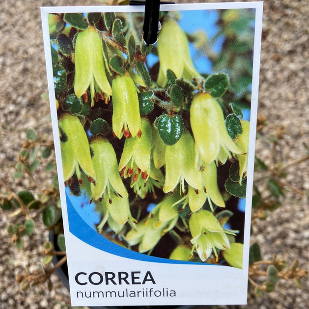 Correa nummularifolia 140mm – Great Ocean Road Nursery ABN 61 907 322 965