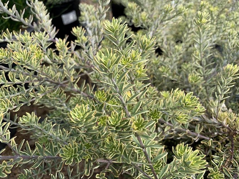Native Shrubs to 2m – Page 3 – Great Ocean Road Nursery ABN 61 907 322 965