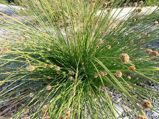 Ficinia Nodosa 'Knobby Club Rush' 140mm – Great Ocean Road Nursery ABN ...
